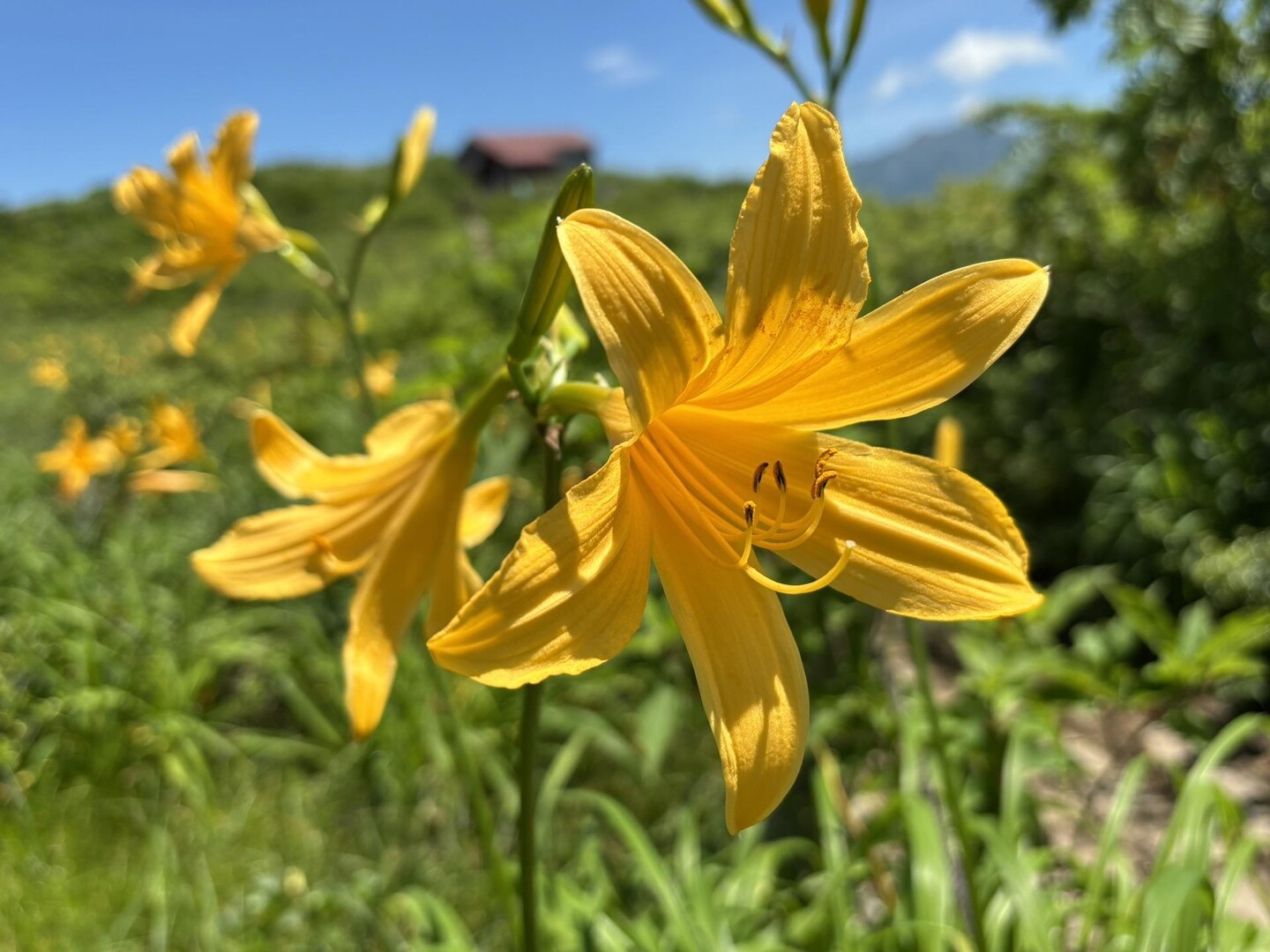 ニッコウニスケ¨̮赤兎山 / mai_funlifeさんの赤兎山・猪鼻山の活動データ | YAMAP / ヤマップ
