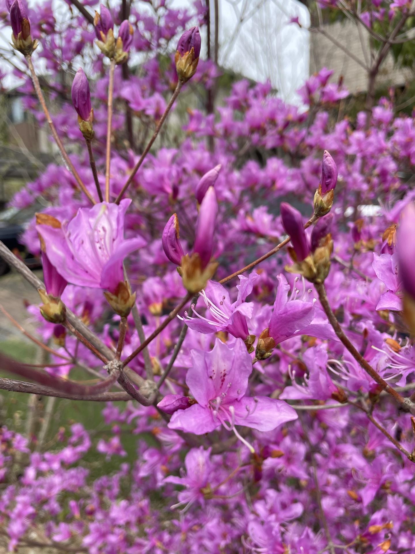 桜の次はこれ。 / sibacciさんのモーメント | YAMAP / ヤマップ