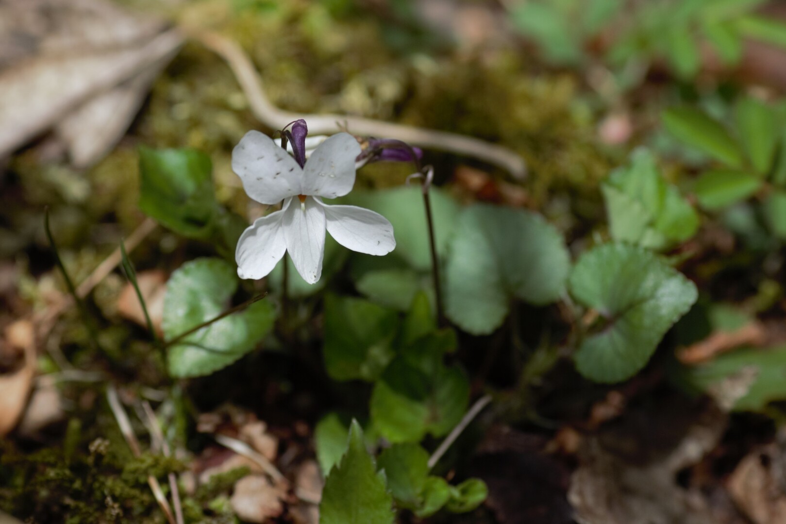 1.2.オトメスミレ 3.4.トウカイス... / MARCOさんのモーメント | YAMAP / ヤマップ