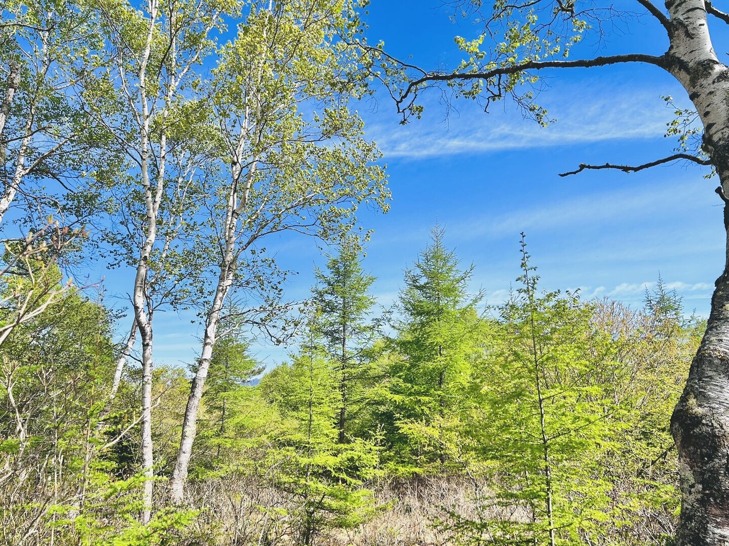 小楢山で森林浴🌳 / mieeさんの小楢山・妙見山・乙女高原の活動データ | YAMAP / ヤマップ
