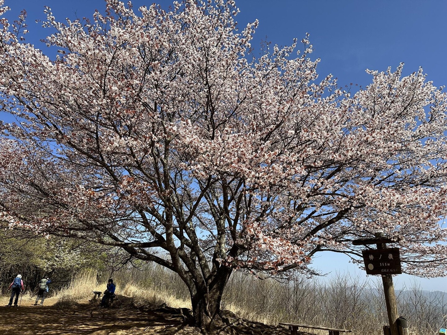 桜満開ボウ→高水3M縦走にて奥多摩ラウンド一旦終了 / ミレーマンさんの棒ノ折山（棒ノ嶺）の活動データ | YAMAP / ヤマップ