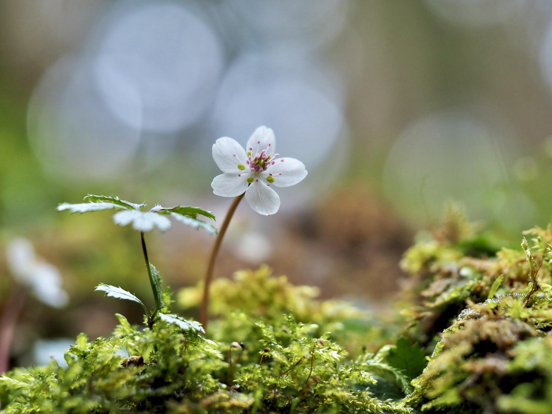奥三河で🌸花活三昧 / masuminさんの天狗棚・1200高地（天狗ノ奥山）・碁盤石山の活動日記 | YAMAP / ヤマップ