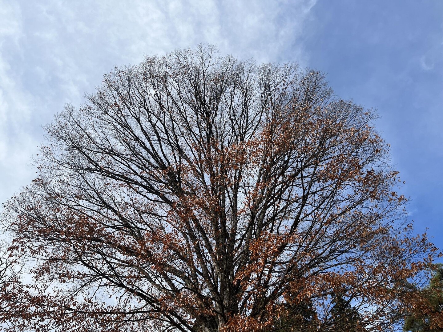 赤林山 途中まで。 / sue sannさんの南昌山・東根山・箱ヶ森の活動日記 | YAMAP / ヤマップ