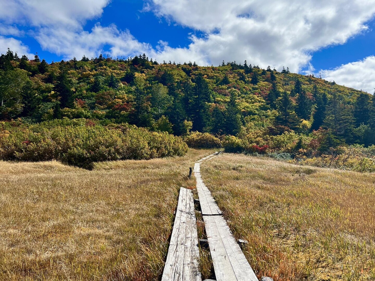 久々のHome Mountain⛰️ 【八甲田山（大岳）・井戸岳・赤倉岳】 / dagadanさんの八甲田山・高田大岳・雛岳の活動データ | YAMAP / ヤマップ