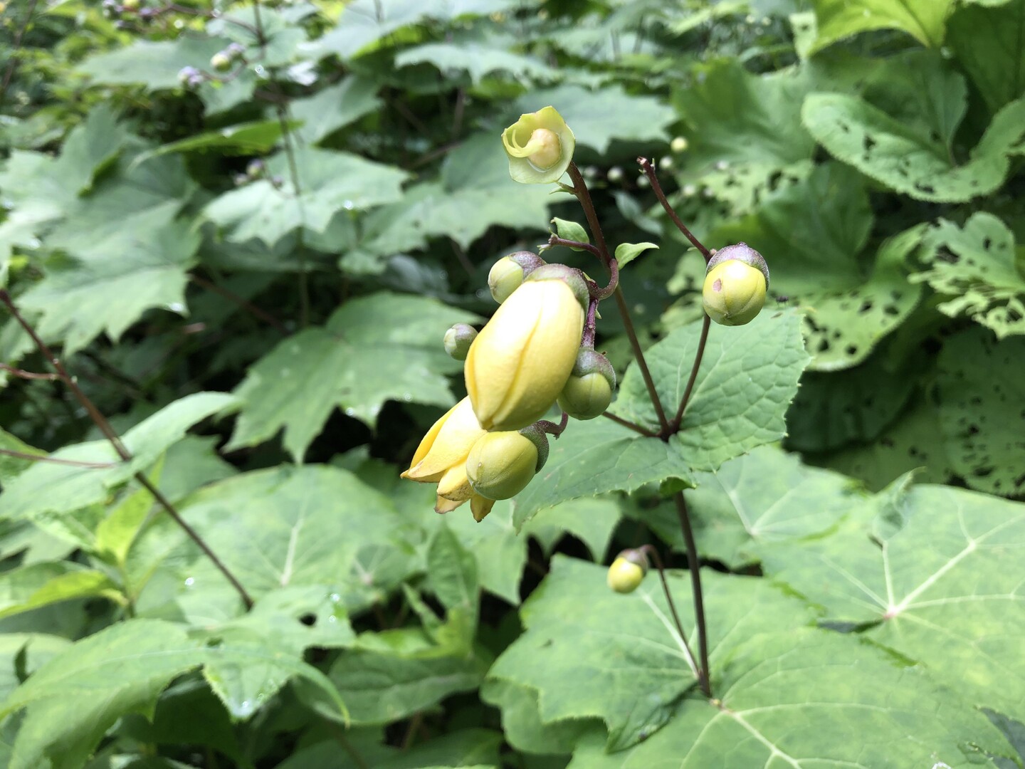 剣山・次郎笈 / mt. sugさんの剣山の活動データ | YAMAP / ヤマップ