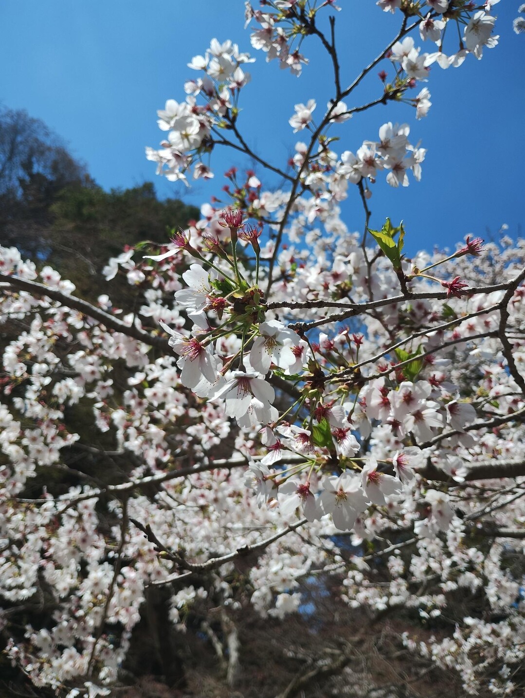 高尾山🌸 / akoさんの高尾山・陣馬山・景信山の活動データ | YAMAP / ヤマップ