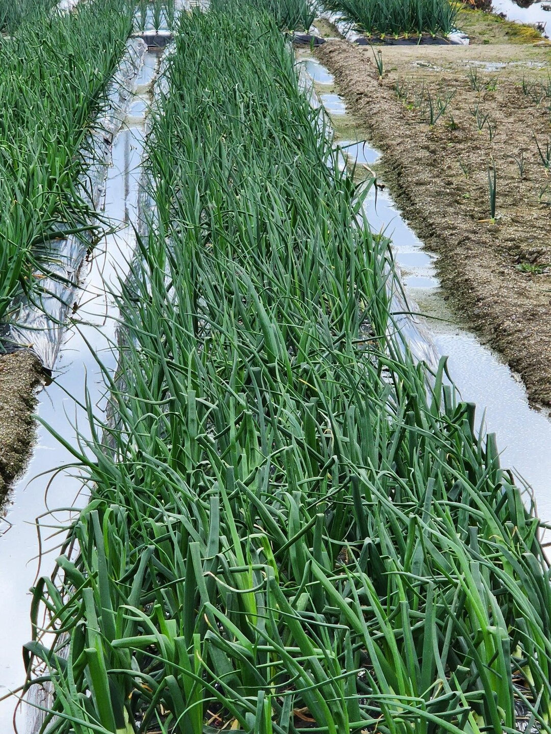 散歩中 ネギ / climbおっさんさんのモーメント | YAMAP / ヤマップ