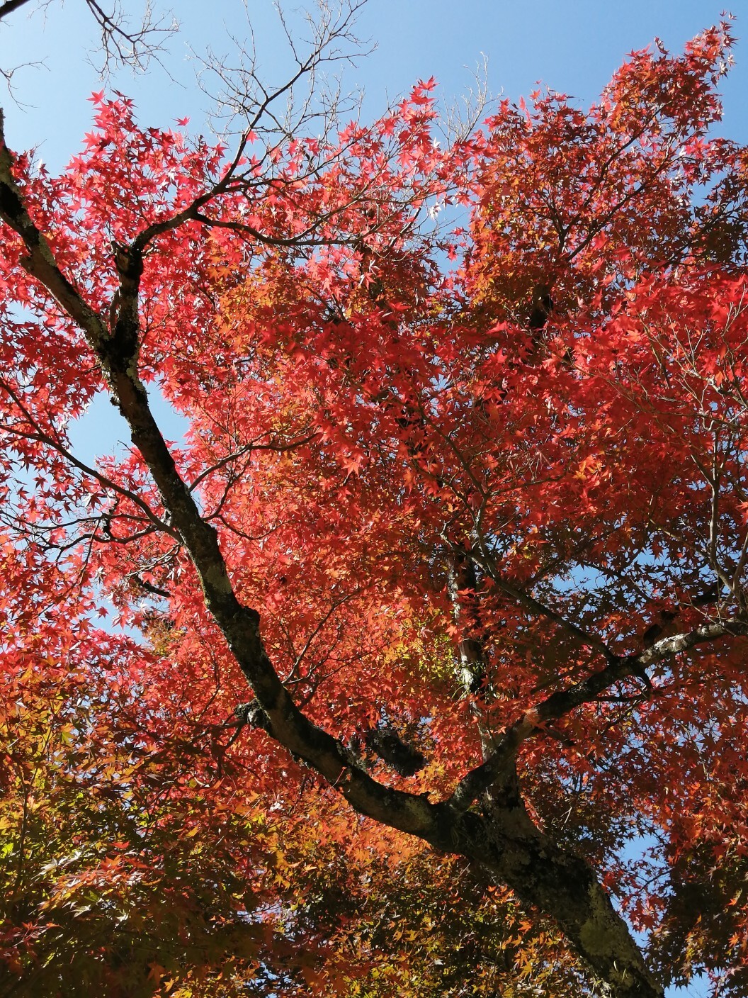 ウォーキング-2020-11-14 / kyoukoさんのウォーキングの活動データ | YAMAP / ヤマップ