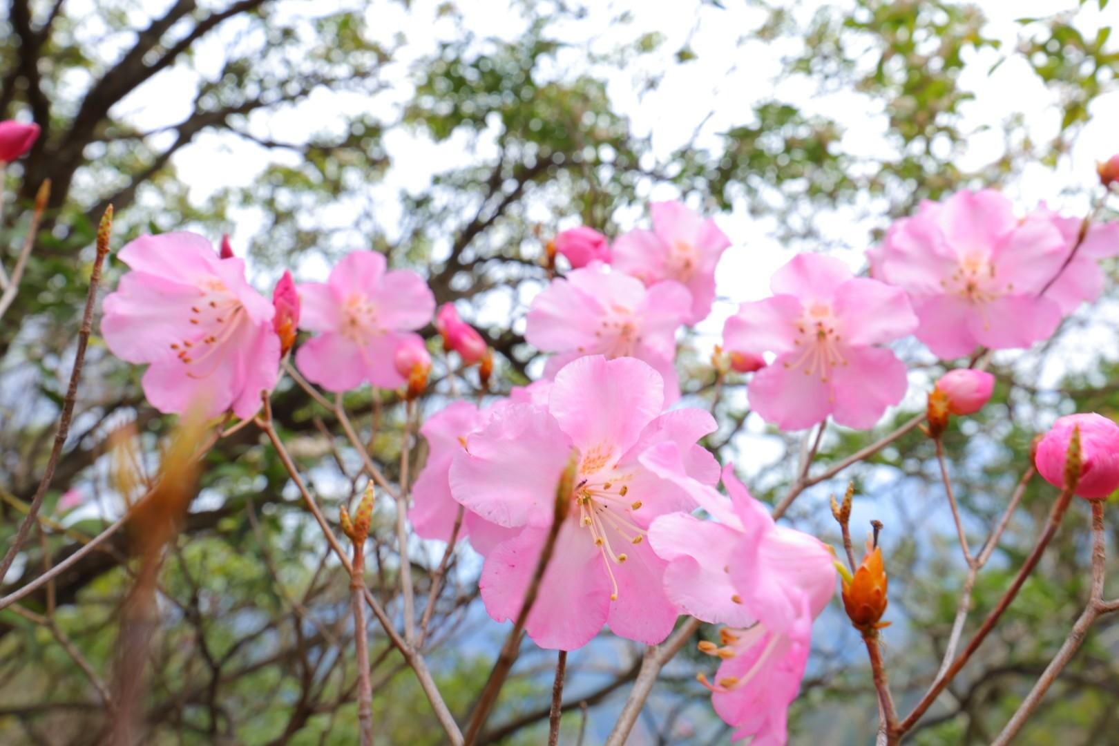 春を彩る あけぼのつつじ / K3さんの祖母山の活動データ | YAMAP / ヤマップ