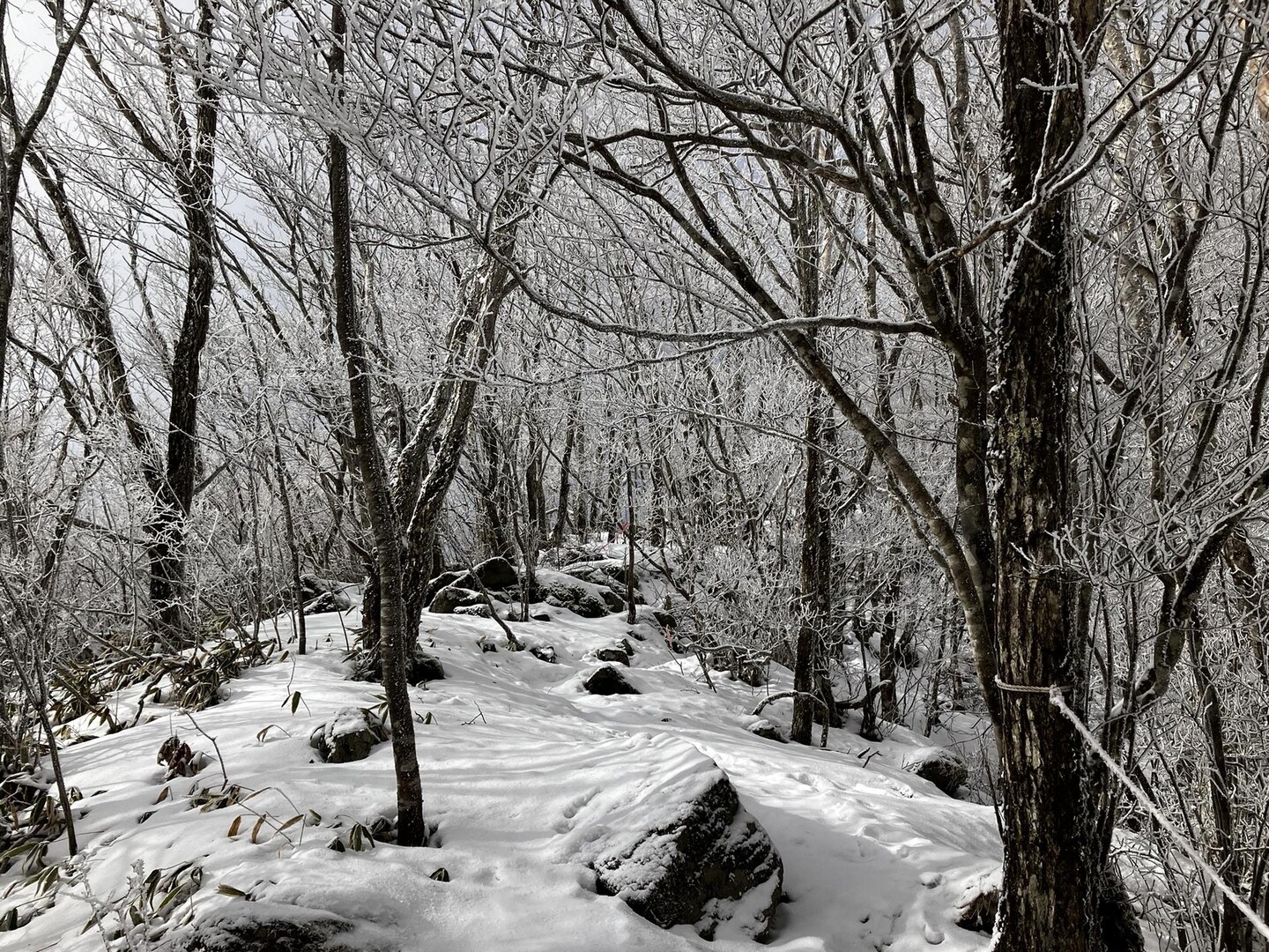 横尾山 / 727Kさんの飯盛山の活動データ | YAMAP / ヤマップ