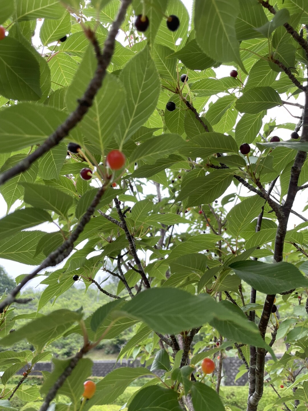 衣笠山 / kaomi-ruさんのウォーキングの活動データ | YAMAP / ヤマップ