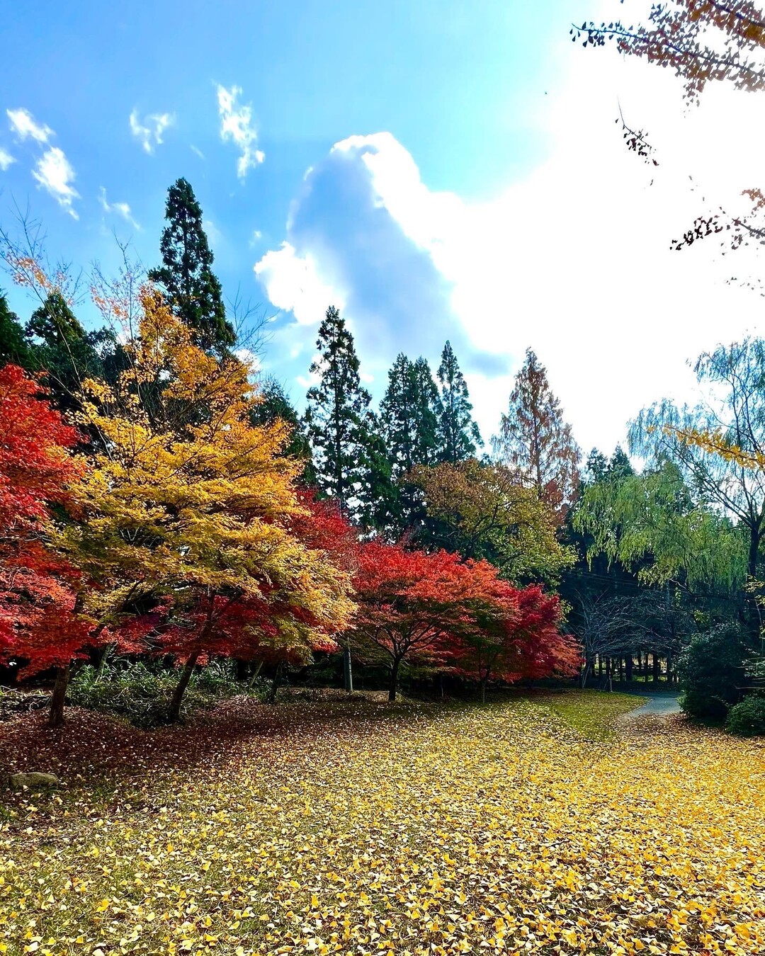 紅葉の中天神嶽 / PEZ（ペッツ）さんの天神嶽の活動データ | YAMAP / ヤマップ