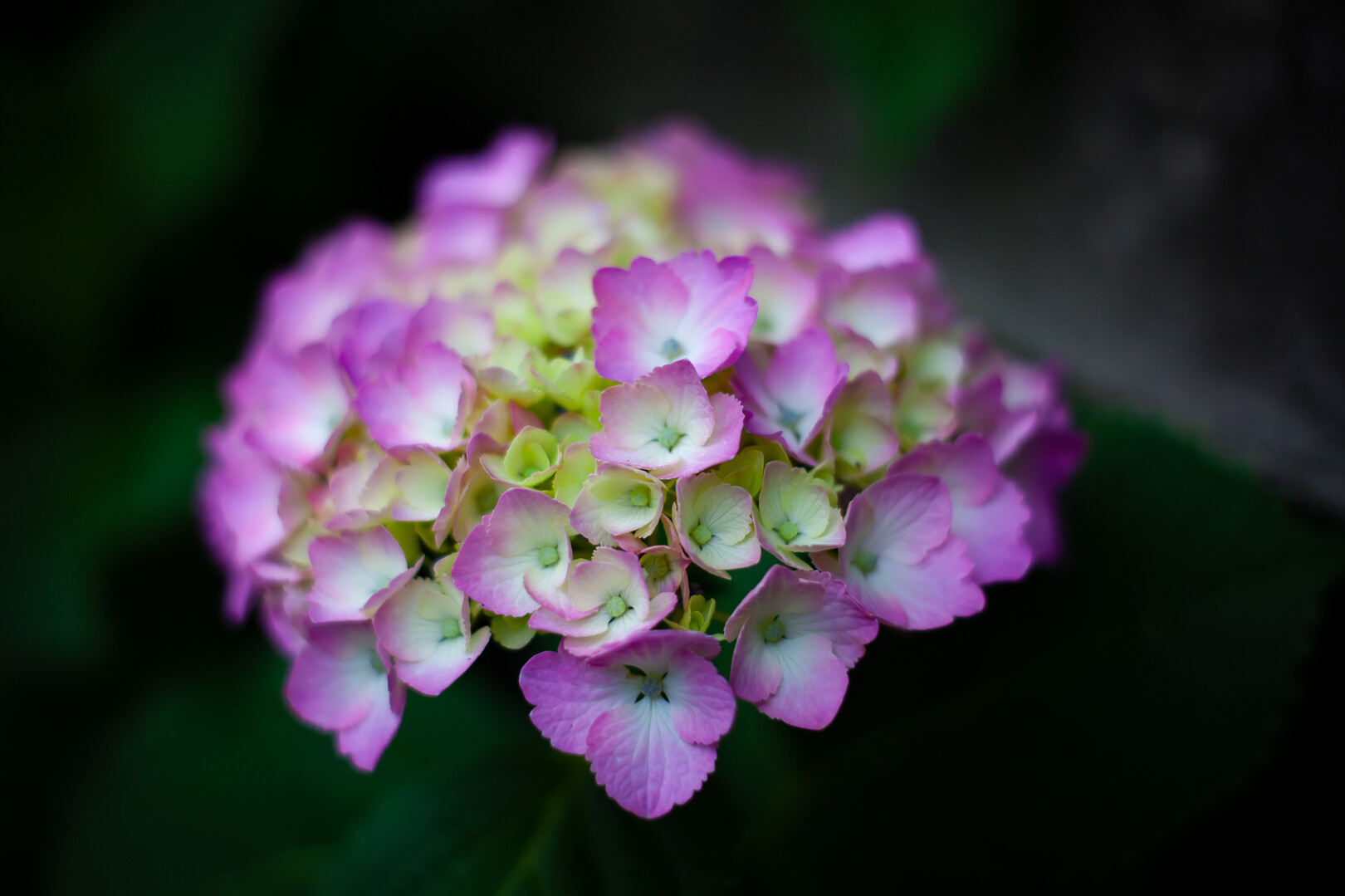 淡い色から、だんだん濃く変化する色彩。な... / stripeさんのモーメント | YAMAP / ヤマップ