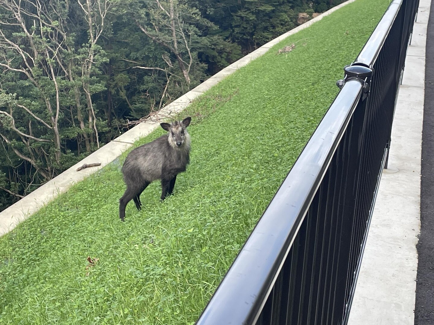湯の山温泉で親子のカモシカ🫣 どちらも... / Mt.Gさんのモーメント | YAMAP / ヤマップ