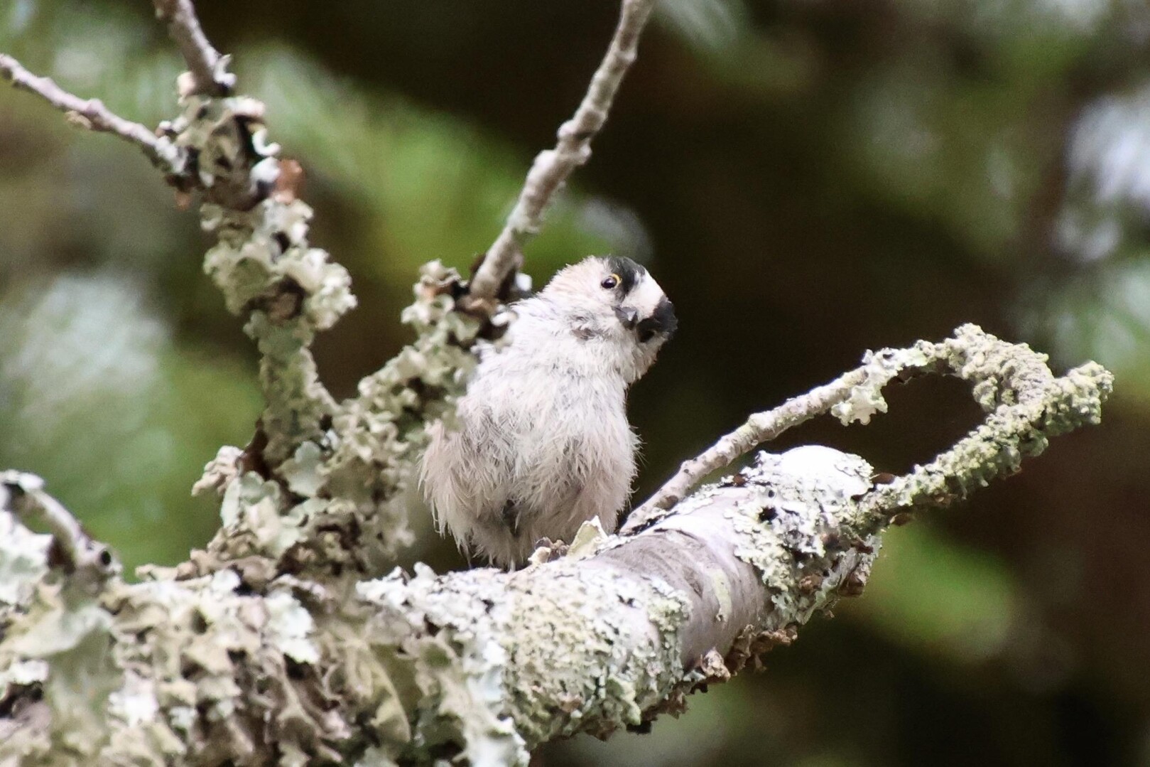 吉香公園 エナガの大群あらわる ①②③エ... / GONKEさんのモーメント | YAMAP / ヤマップ