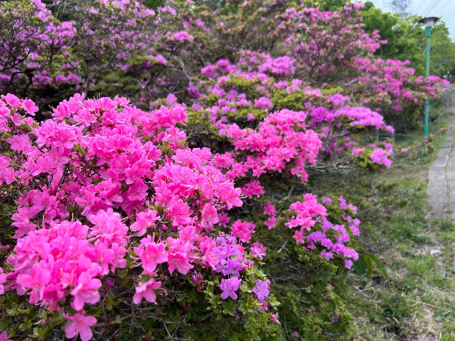 鶴見岳 / mocoさんの由布岳・鶴見岳の活動データ | YAMAP / ヤマップ