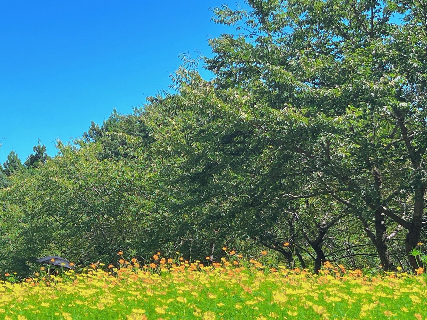 2024.09.17(火) 02:14 / papiさんのモーメント | YAMAP / ヤマップ