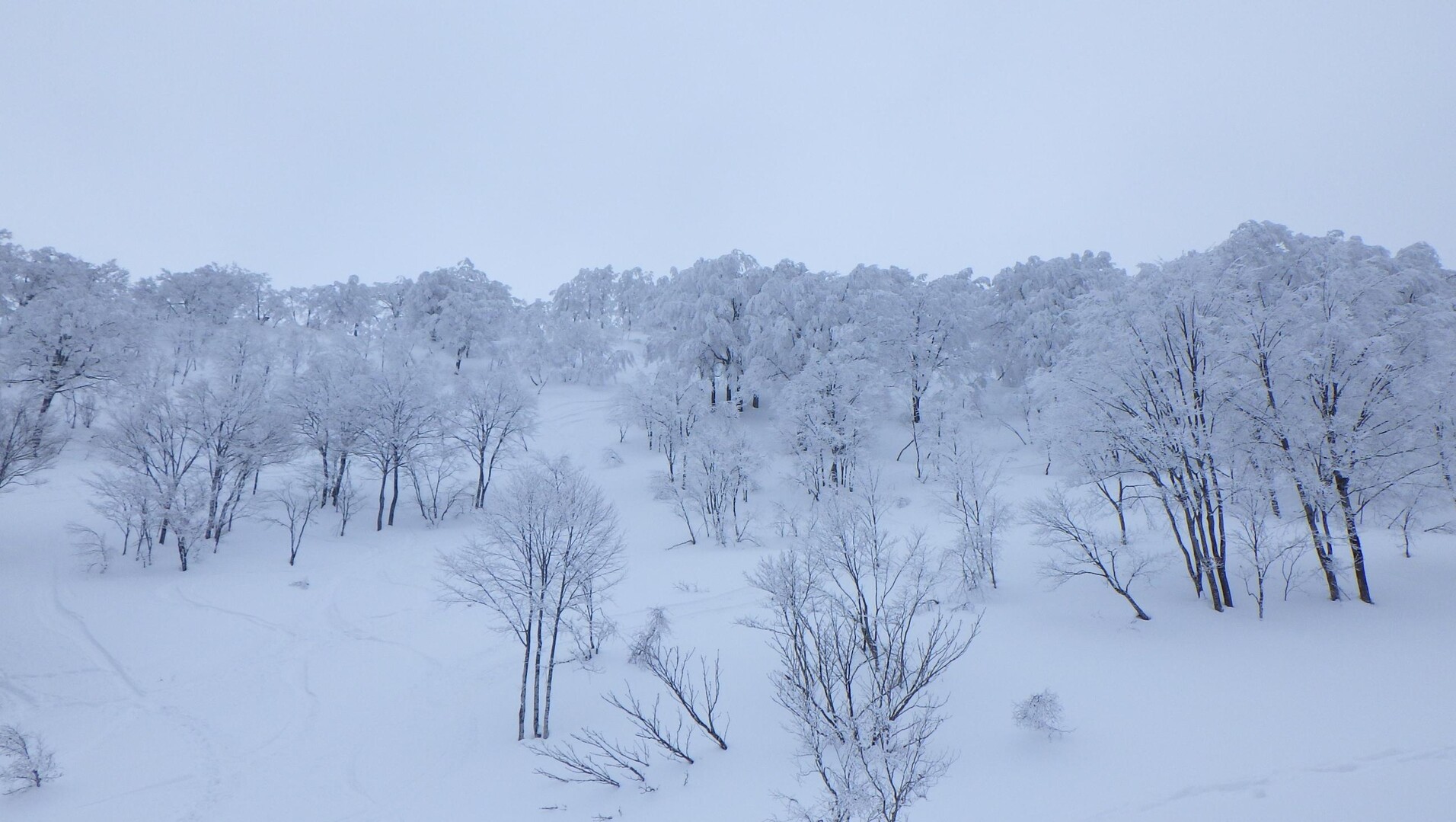 やっと行けた阿寺山は視界ZERO / フナップさんの越後駒ヶ岳・八海山・荒沢岳の活動日記 | YAMAP / ヤマップ