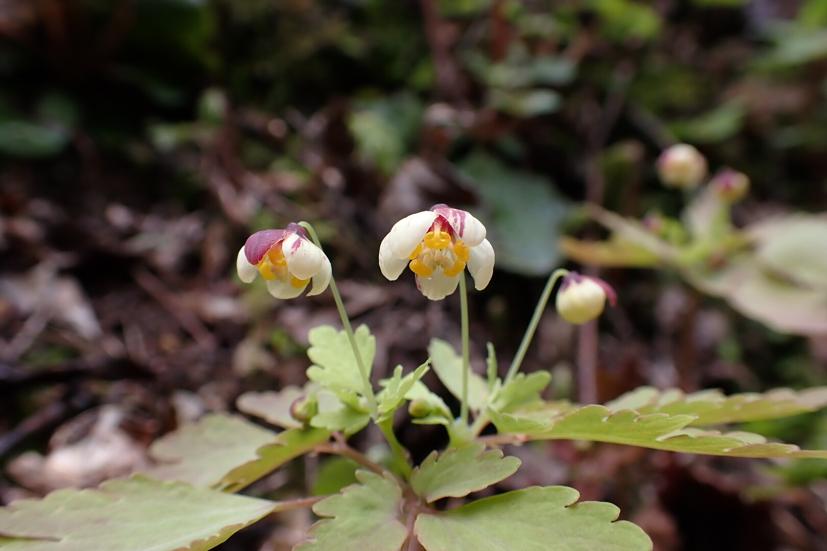 坂戸山 花を見たけりゃ山をも越えるさ / yudoburiさんの坂戸山の活動データ | YAMAP / ヤマップ