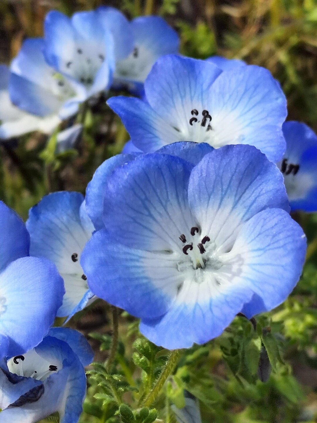 三重 いなべの北勢線 大泉駅のネモフィラ... / chi-kさんのモーメント | YAMAP / ヤマップ