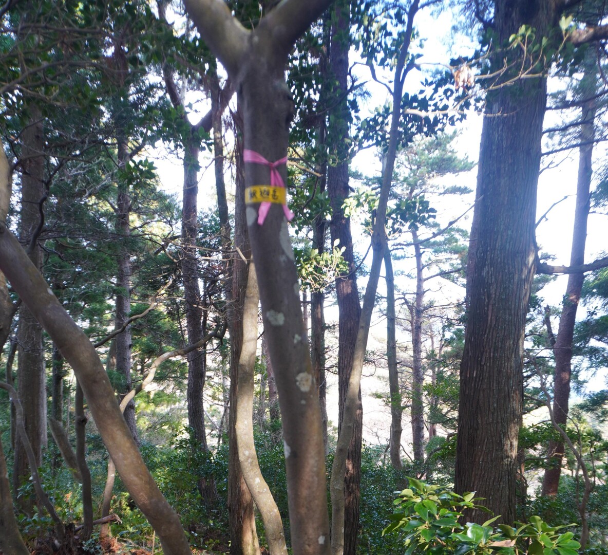 最後はYAMAP NGの釈迦岳 / 老いぼれジョガーさんの綿向山の活動データ | YAMAP / ヤマップ