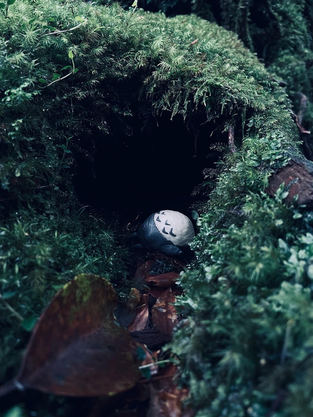 屋久島・白谷雲水峡 / Seiji517さんの屋久島・宮之浦岳の活動データ | YAMAP / ヤマップ