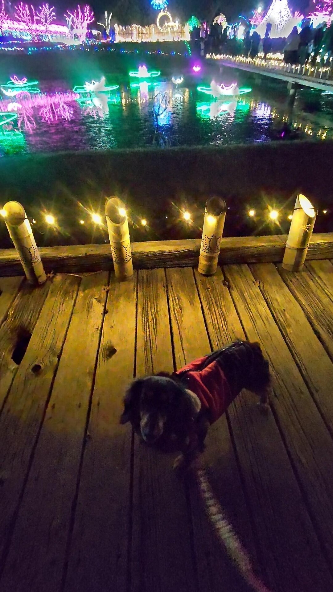 昨日は、X'mas🎄 イルミネーション... / ちぃ坊さんのモーメント | YAMAP / ヤマップ