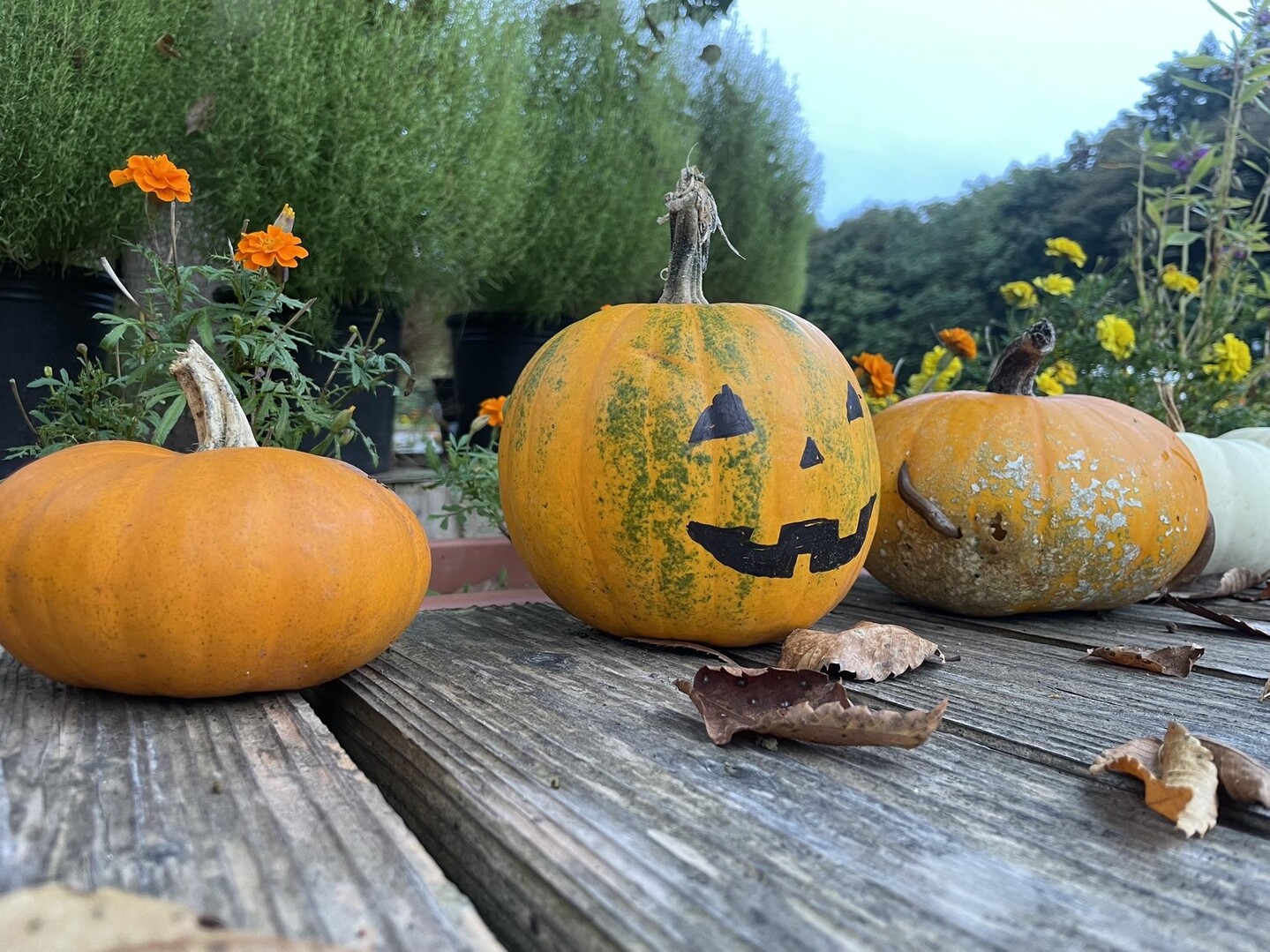 秋田の友に鞭を入れられ…😫😩🤩😫🤮 / junpeiさんの乳頭山・湯森山・大白森の活動データ | YAMAP / ヤマップ