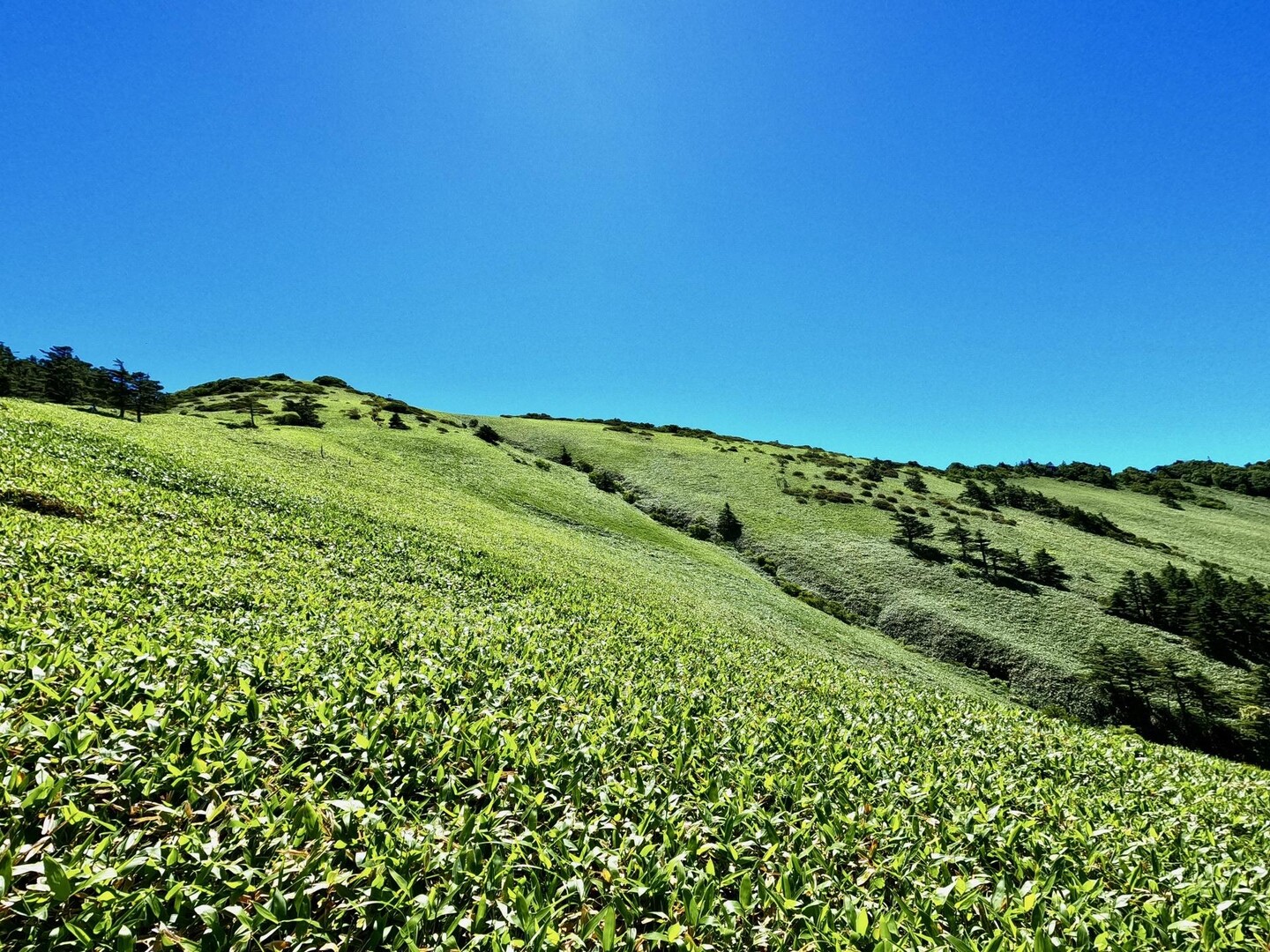 男山・瓶ヶ森 【愛媛】 / z.f.umiさんの瓶ヶ森・伊予富士の活動データ | YAMAP / ヤマップ