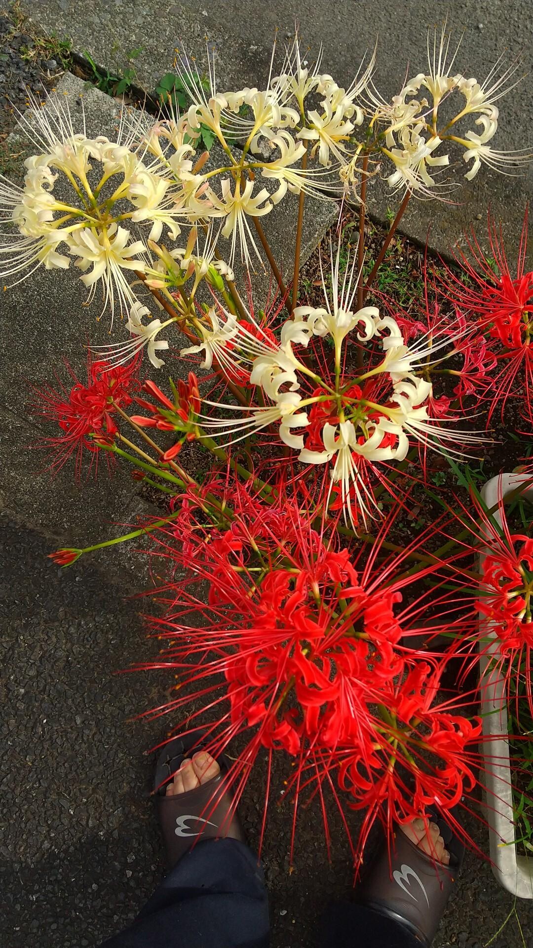 我が家の彼岸花が見頃を向かえました 赤の... / 湘南3699さんのモーメント | YAMAP / ヤマップ