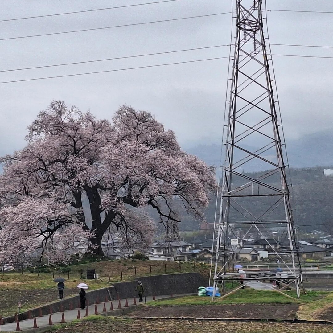 小雨は降る中で花見ドライブ 「わに塚の桜... / syo-zoさんのモーメント | YAMAP / ヤマップ