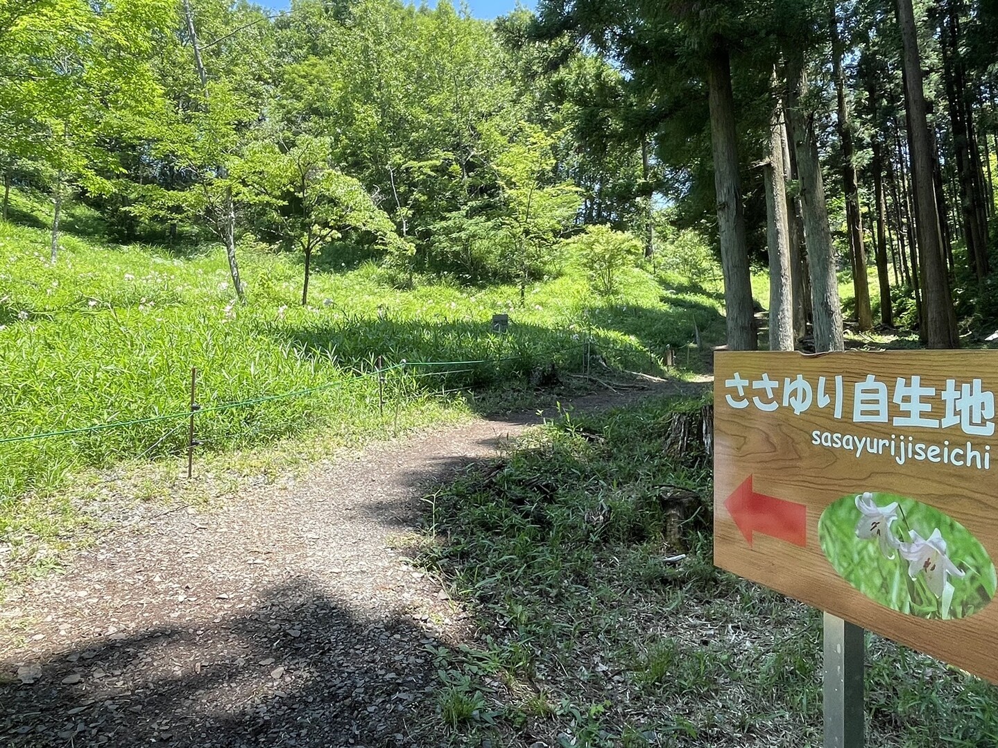 久しぶりに「みたけの森」へササユリを観に... / M K1218さんのモーメント | YAMAP / ヤマップ