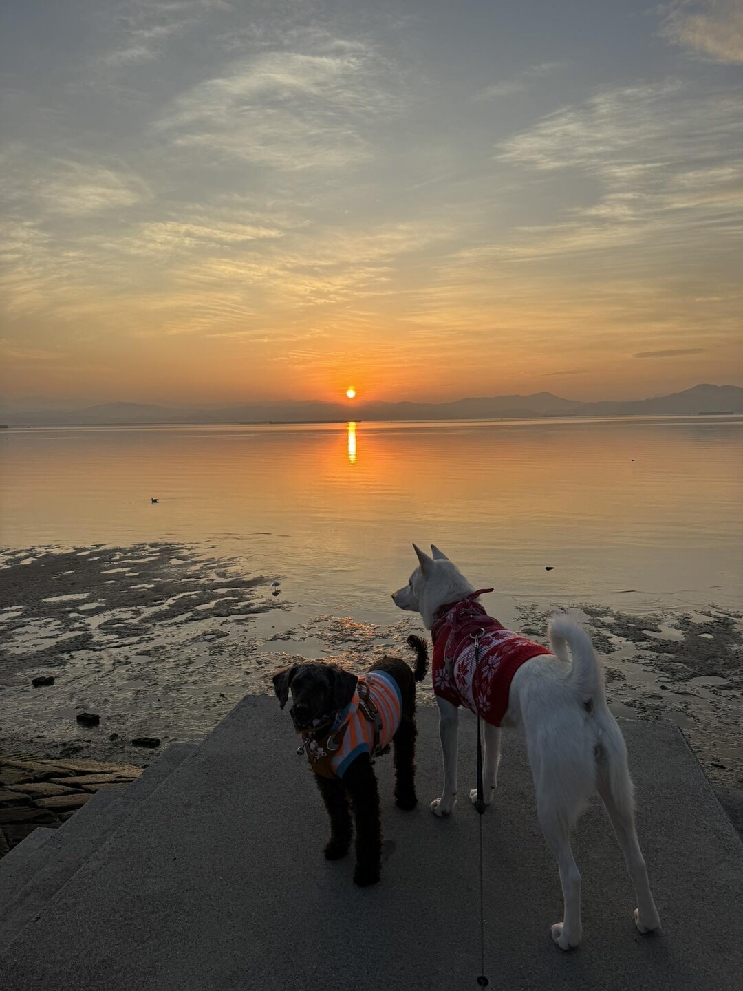 💥🌥️今日のお散歩🐶🐩😀 🌅... / GHハコさんのモーメント | YAMAP / ヤマップ