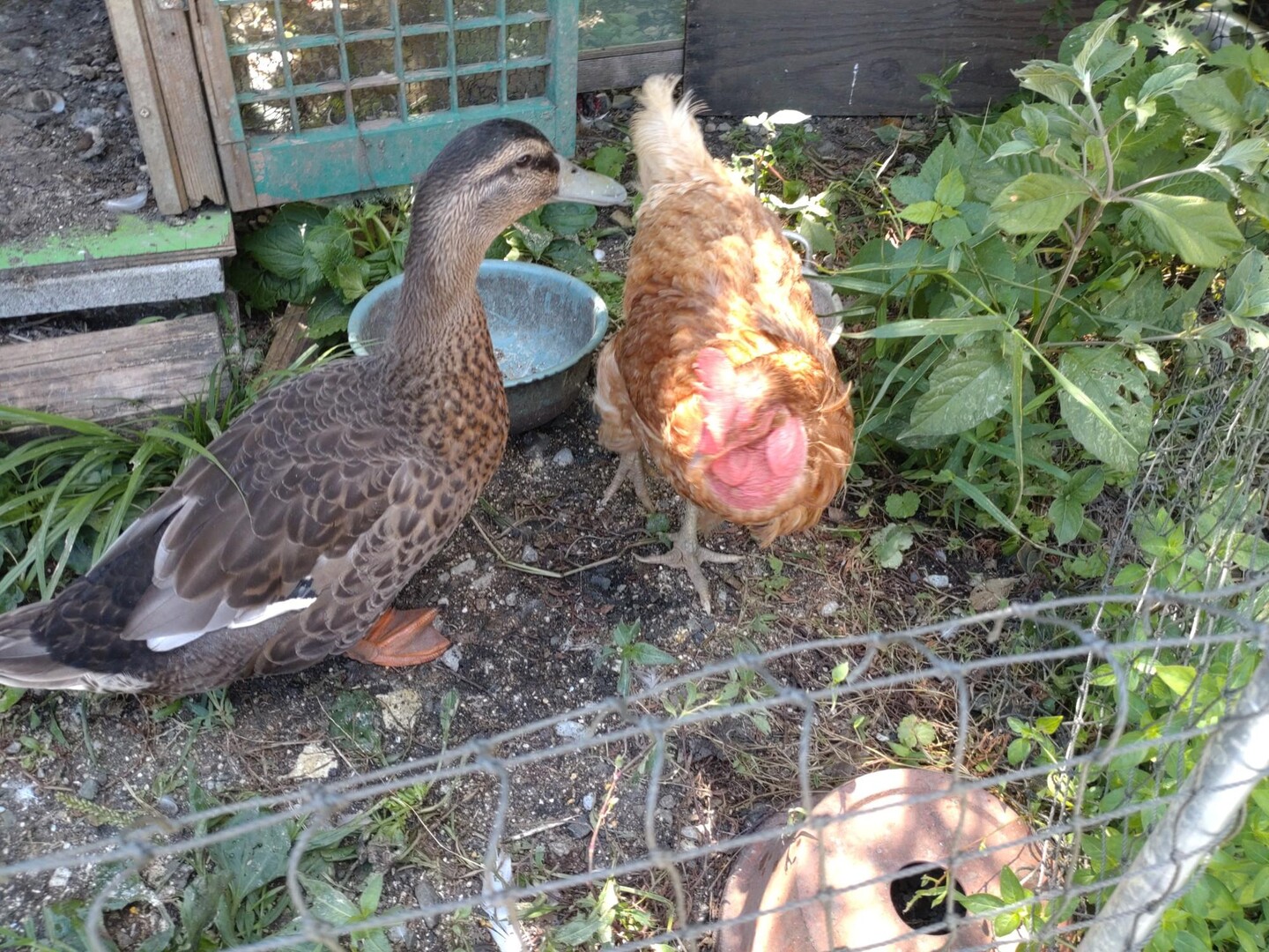 孫太尾根 丸山・草木・多志田山・藤原岳 / ks104478さんの藤原岳・御池岳の活動データ | YAMAP / ヤマップ