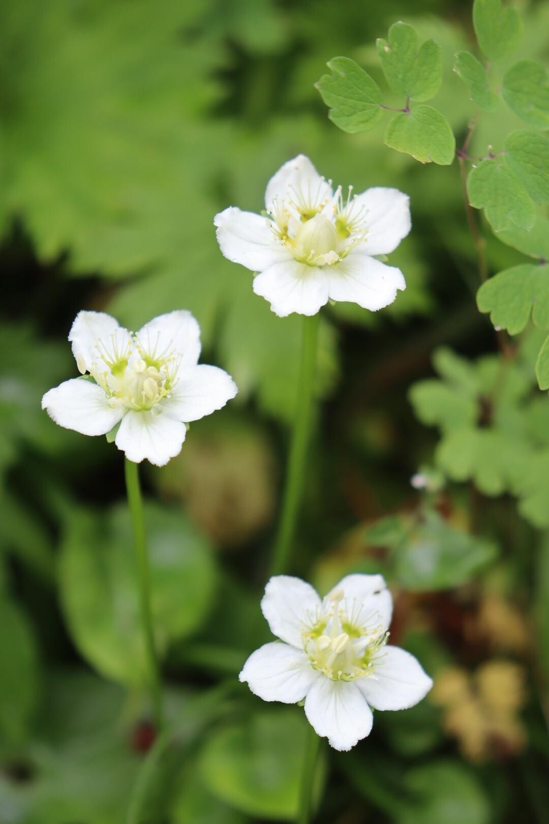 槍ヶ岳 / ⁺⊹/𝒔𝒘𝒕𝒏\*⁺さんの槍ヶ岳・穂高岳・上高地の活動データ | YAMAP / ヤマップ
