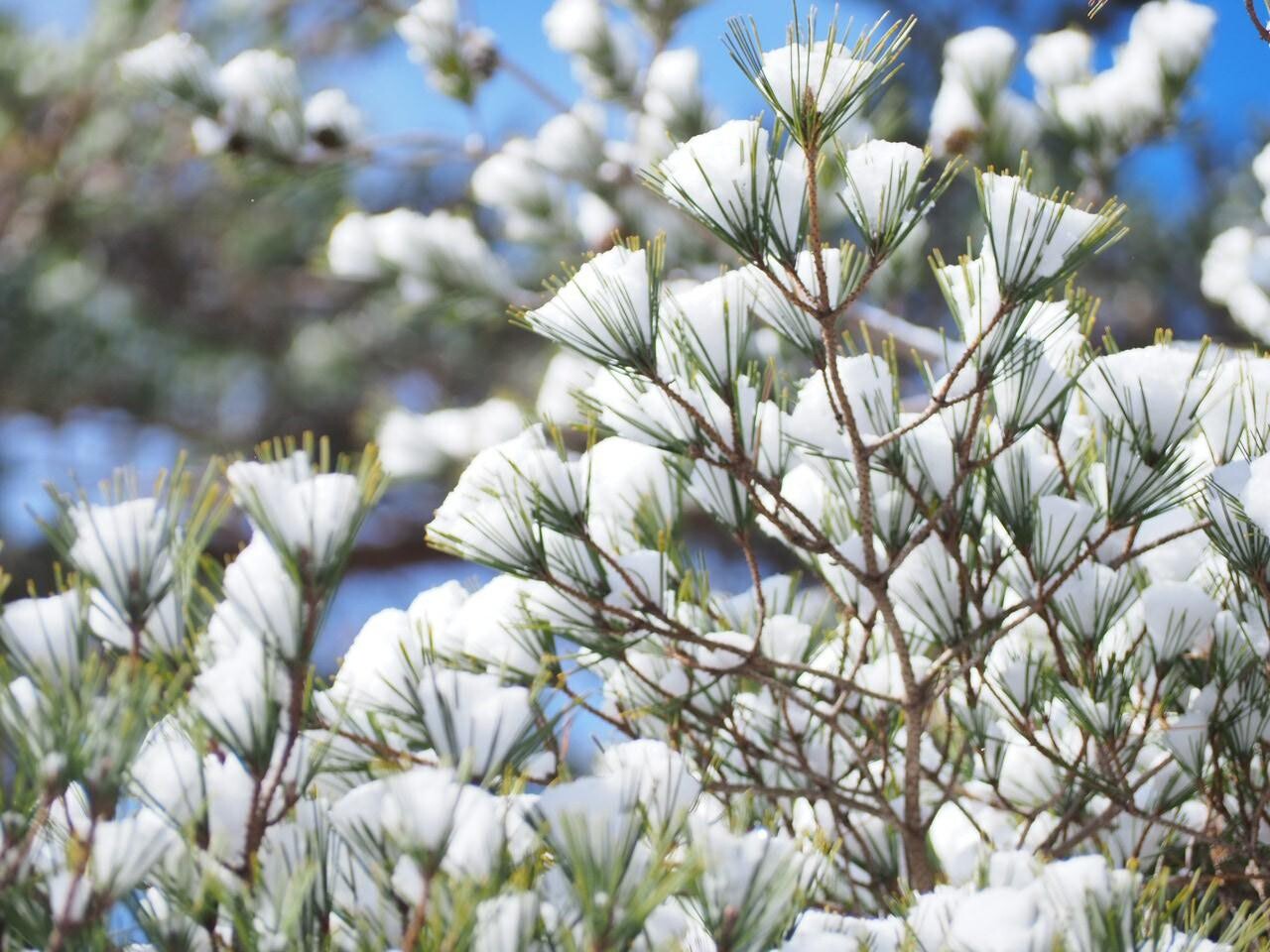 ★ちょっと 秘密基地へ ★ 雪の花🌸 / sakura.nnさんの六甲山・長峰山・摩耶山の活動データ | YAMAP / ヤマップ
