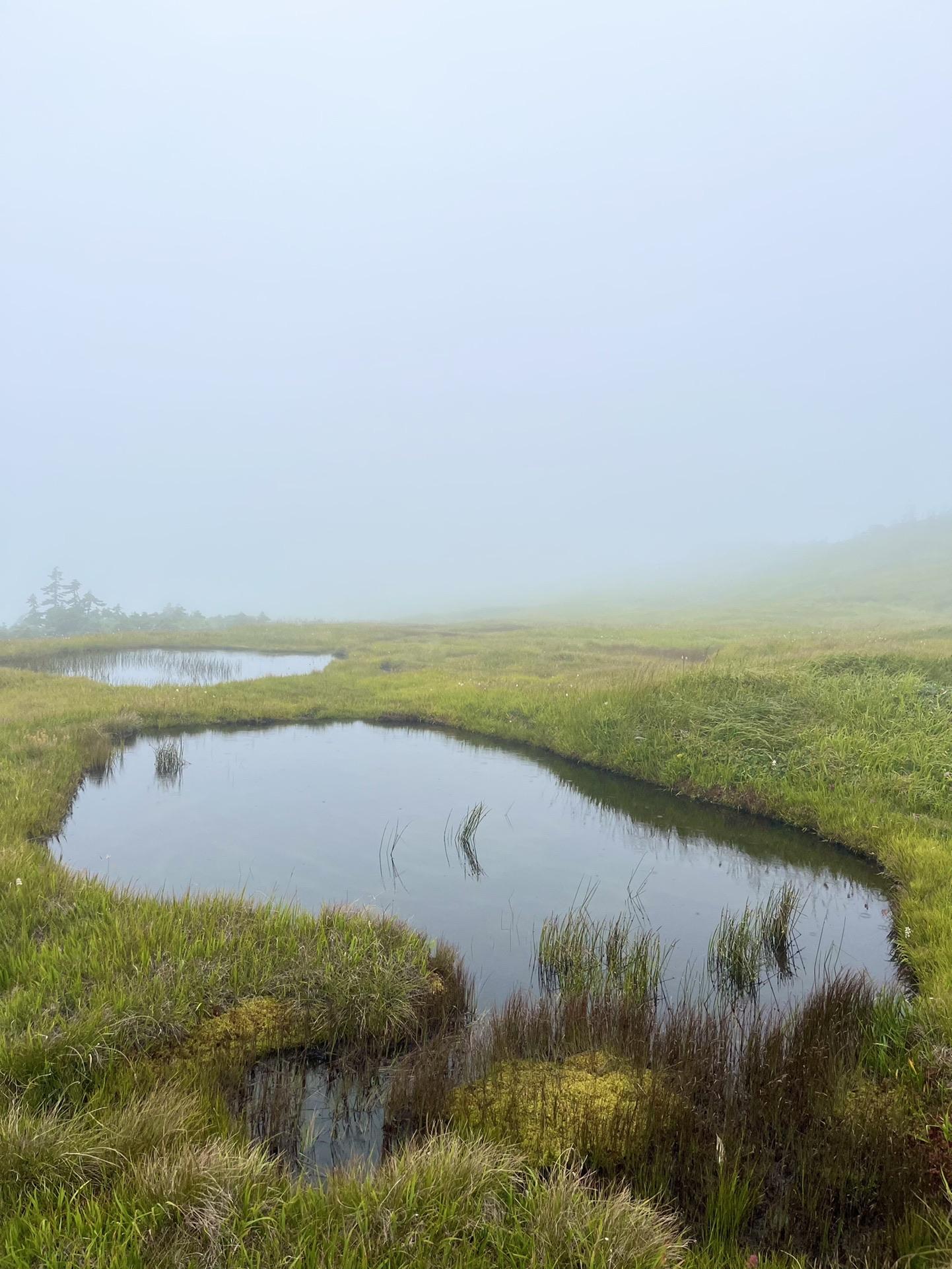 苗場山 やっぱり池塘は青空が似合う 2024-08-29 / すーじー / steepbrew さんの苗場山・赤倉山・佐武流山の活動データ | YAMAP / ヤマップ
