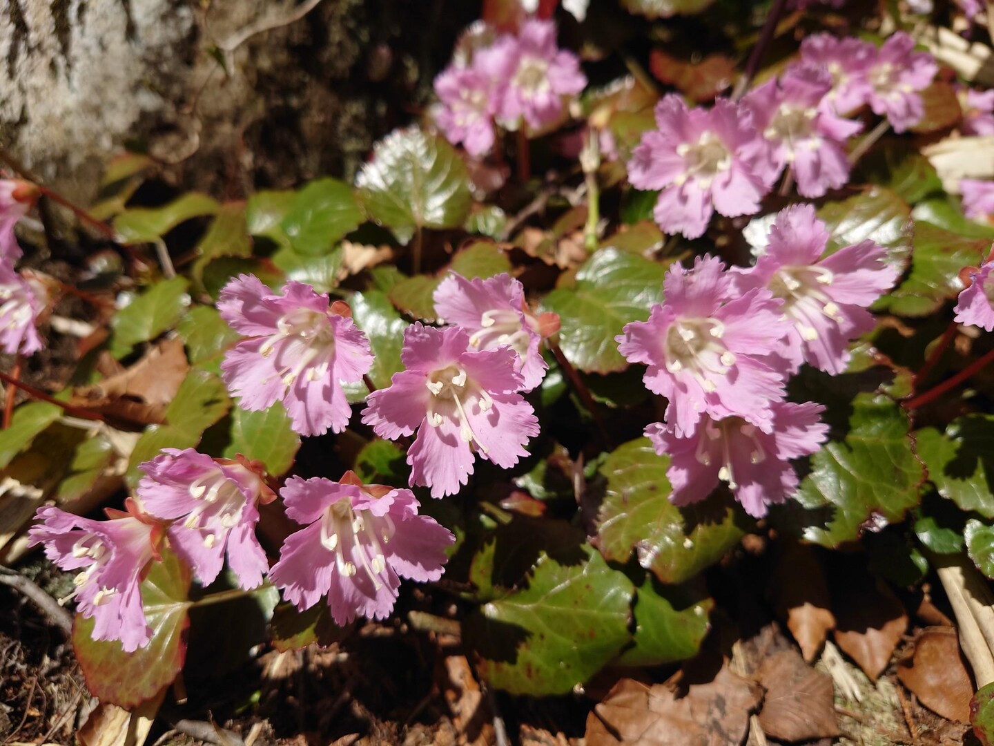 春の使者イワウチワと高清水トレイル縦走🥾〜高清水高原・大畝山・御林山・池川山・丸山・ブナの谷頭・霧ヶ原・伯州山〜 / Bobにゃんさんの伯州山・霧ヶ原の活動日記 | YAMAP / ヤマップ