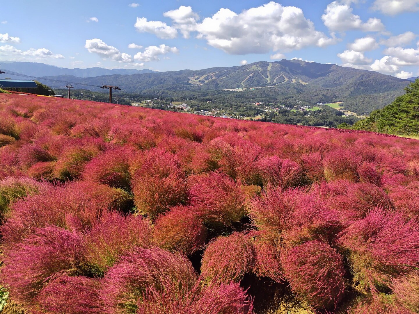 秋真っ盛り / mktさんの大日ヶ岳・毘沙門岳の活動データ | YAMAP / ヤマップ
