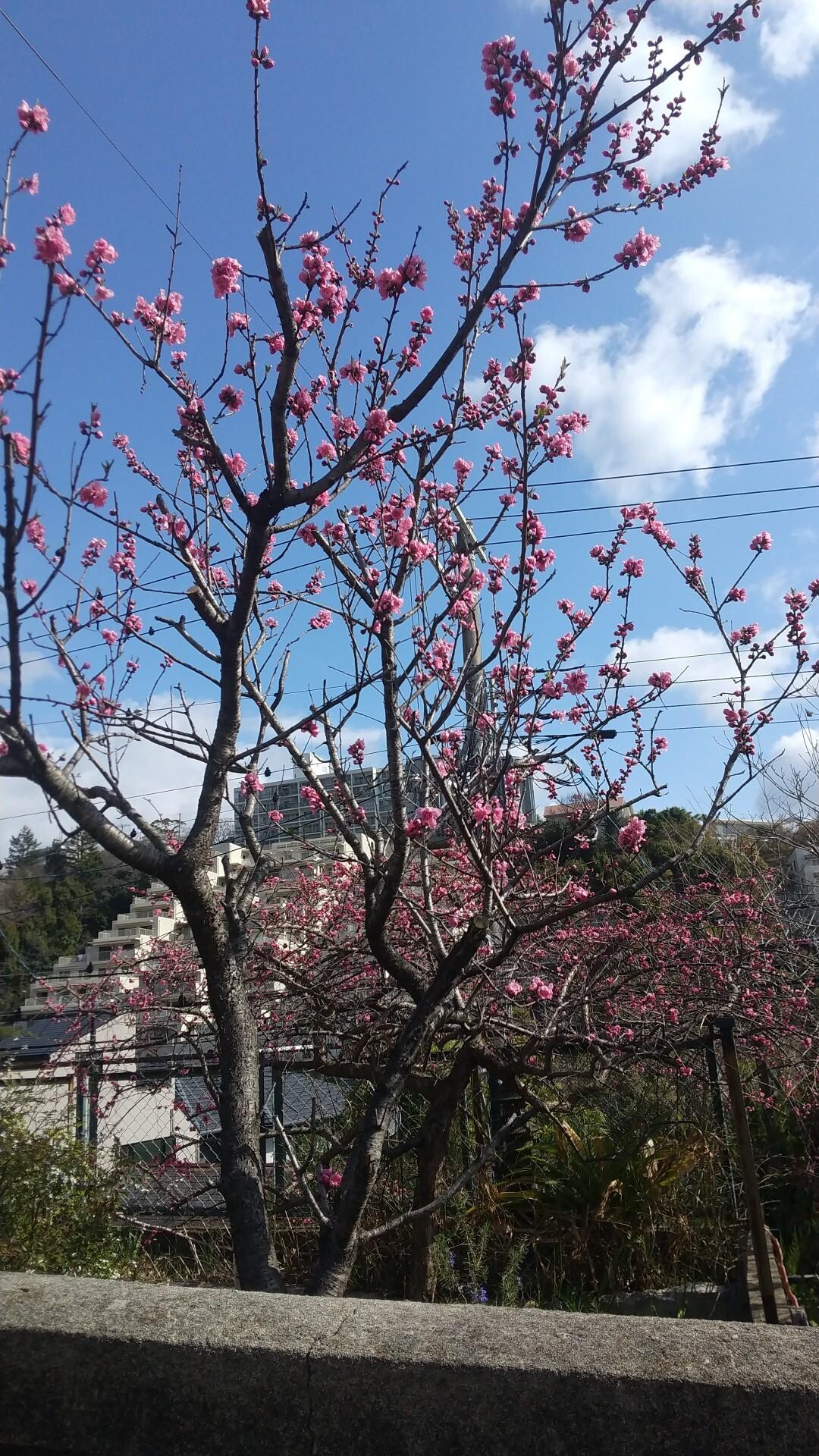 がっちゃんさんの投稿したフィールドメモ | YAMAP / ヤマップ