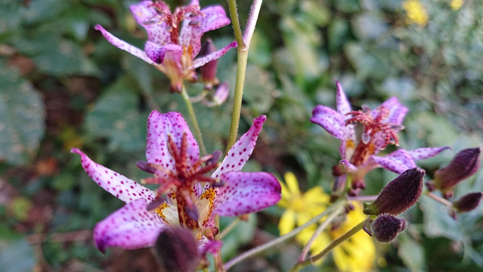 キノコ🍄のたまご、どうなった？赤城山・城山 / 𝖒𝖎𝖙𝖙𝖎𝖒𝖎𝖙𝖙𝖎(ﾐｯﾁｰﾐｯﾁｰ)さんの湯川山・城山・孔大寺山の活動データ | YAMAP / ヤマップ
