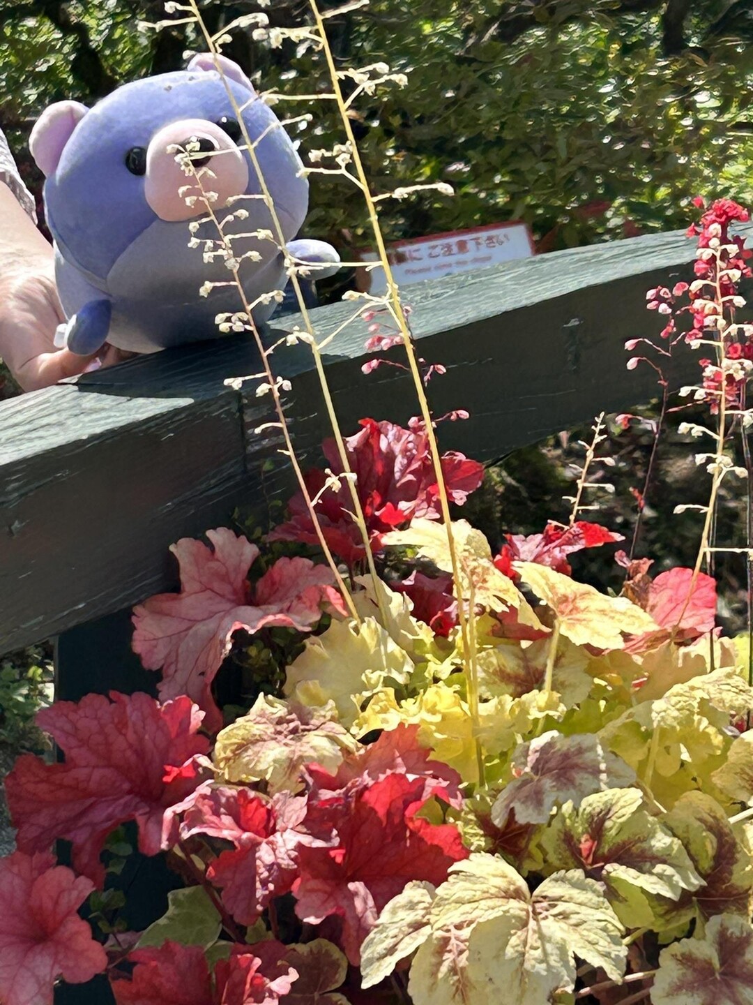 花花花💐 / nakkoさんのモーメント | YAMAP / ヤマップ