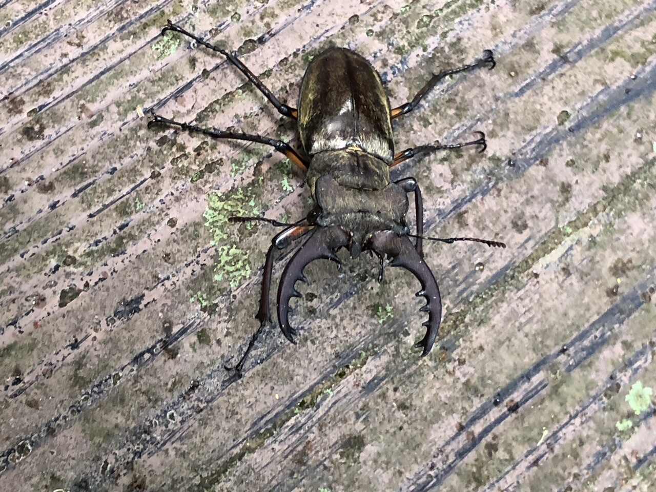 790龍王山20kg訓練 / やぶこぎさんのウォーキングの活動データ | YAMAP / ヤマップ