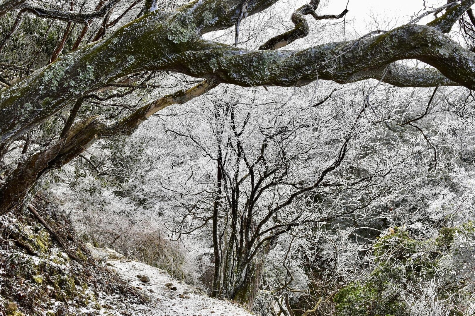 霊山 / mitsu32さんの霊山・西教山の活動データ | YAMAP / ヤマップ