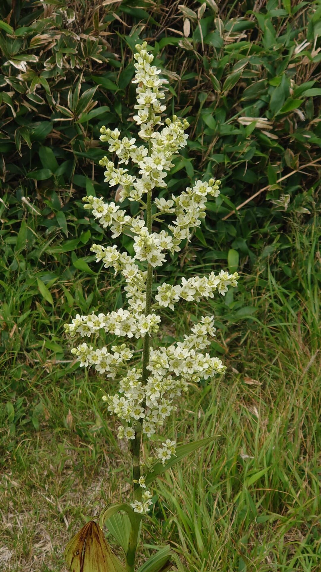 blackmoreさんの投稿したフィールドメモ | YAMAP / ヤマップ