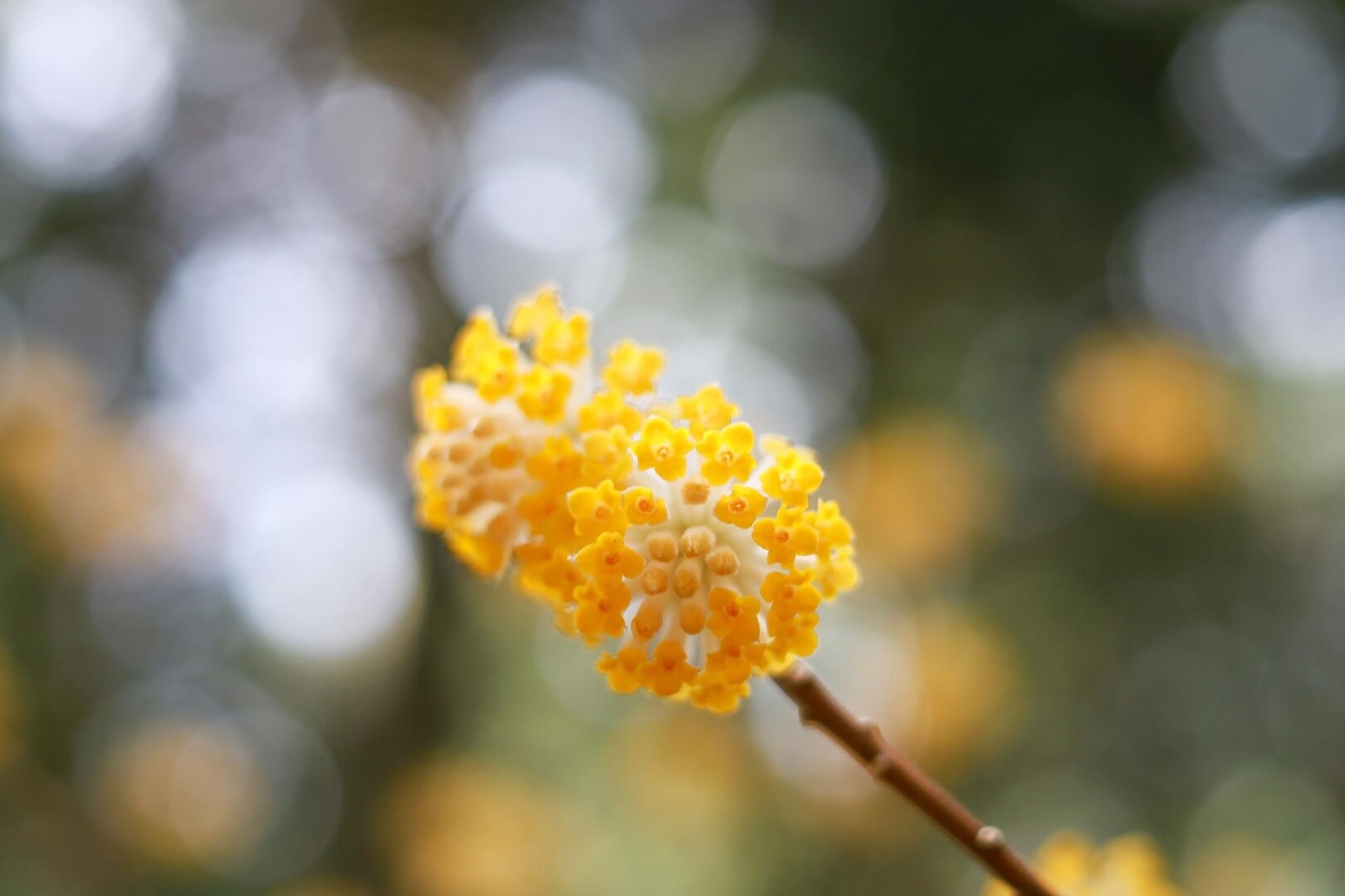 不動尻のミツマタ、満開でした！ #不動尻... / ぞうさんのモーメント | YAMAP / ヤマップ