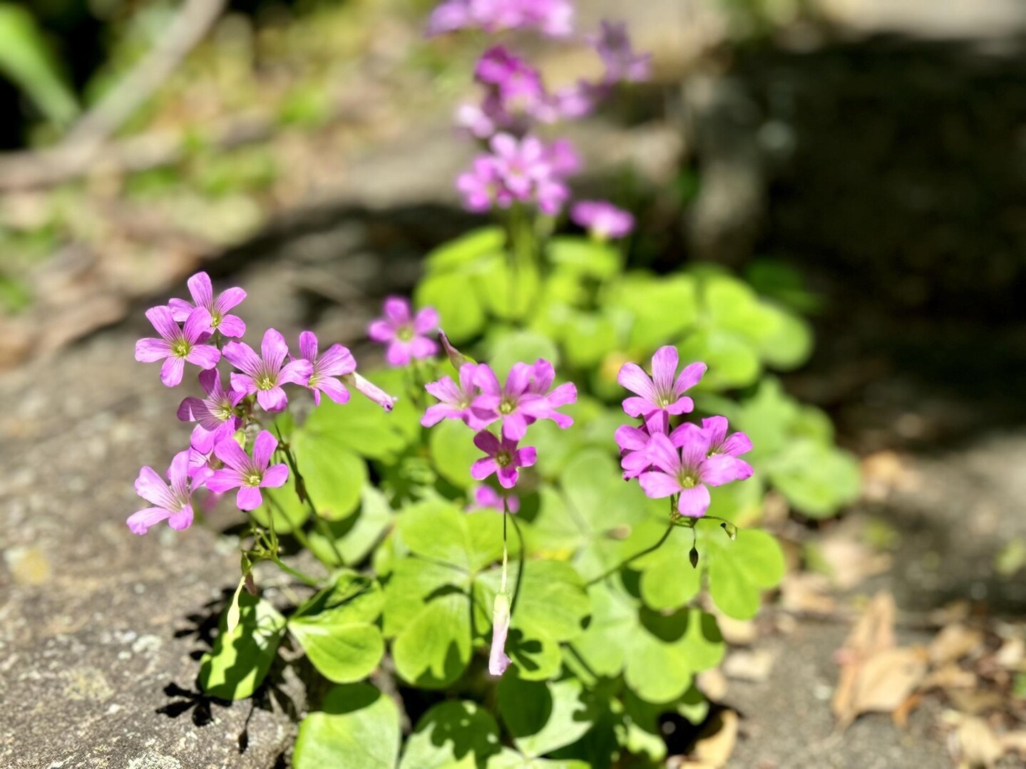 茶臼山からぐるっとー！🌀 / senさんの茶臼山・万灯山の活動データ | YAMAP / ヤマップ