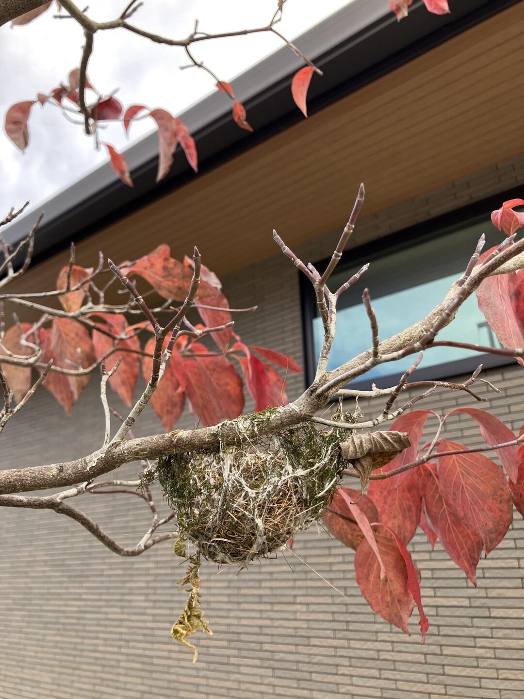 こ、これは何だ！ もうちょっと背が高かっ... / そらさんのモーメント | YAMAP / ヤマップ