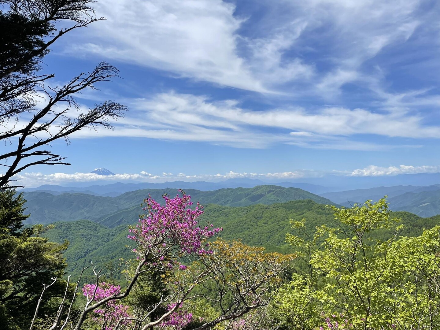 ミツバツツジ満開🌸🙌〜笠取山⛰ / Aruさんの和名倉山・笠取山・東仙波の活動データ | YAMAP / ヤマップ
