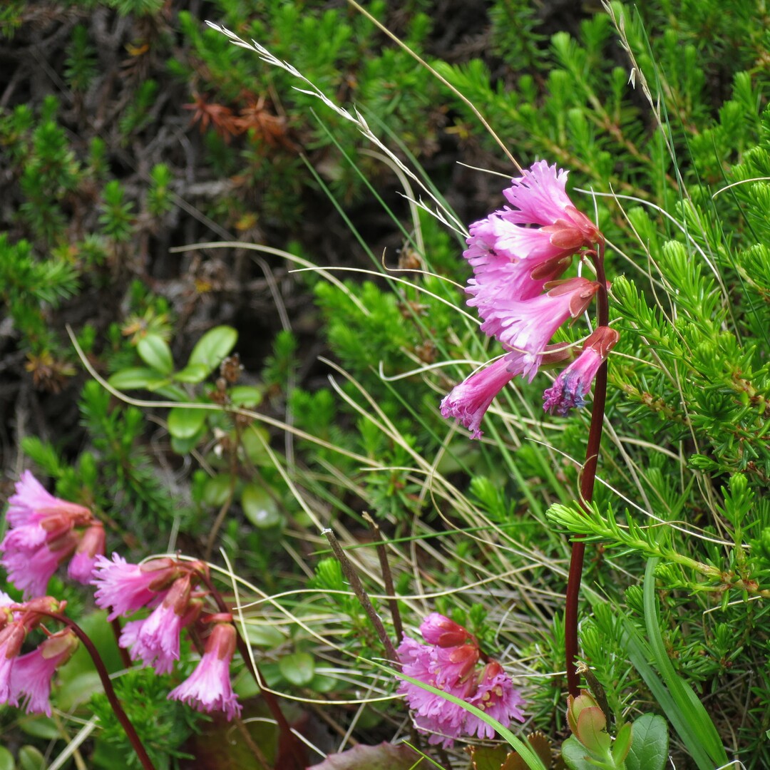 三方ヶ峰・篭ノ登山・水ノ塔山 / J-BOYさんの浅間山・黒斑山・篭ノ登山の活動データ | YAMAP / ヤマップ